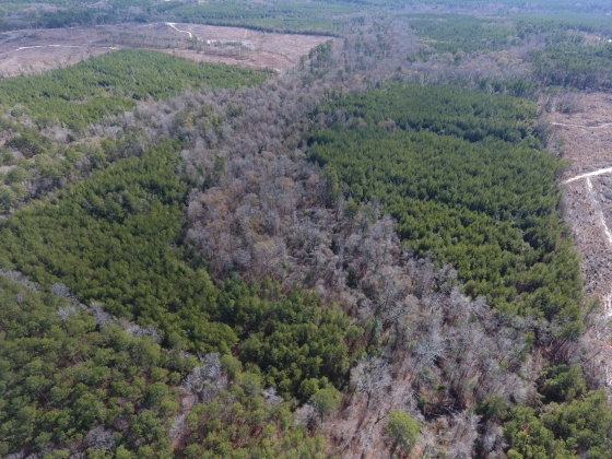 Timber Sales, Reforestation, Forest Analysis & Appraisals Louisiana