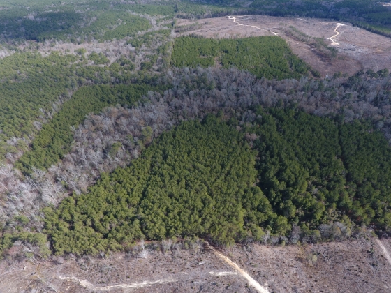 Timber Sales, Reforestation, Forest Analysis & Appraisals Louisiana