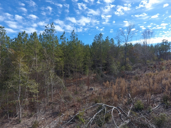 Timber Sales, Reforestation, Forest Analysis & Appraisals Louisiana