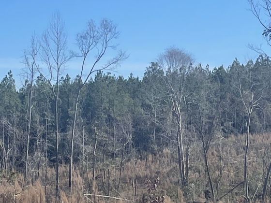 Timber Sales, Reforestation, Forest Analysis & Appraisals Louisiana