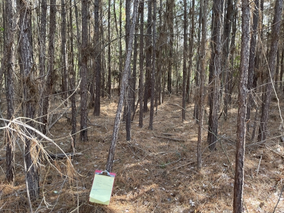 Timber Sales, Reforestation, Forest Analysis & Appraisals Louisiana